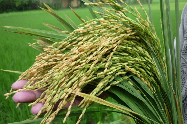 INCRYL® - Plantbiotix